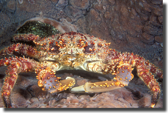 The Vibrant Sea - Channel Clinging Crab