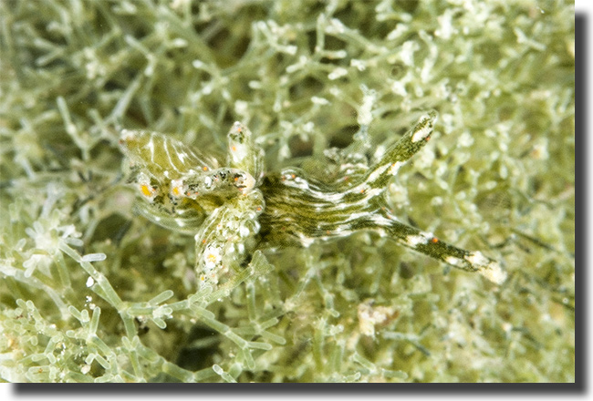 The Vibrant Sea - Elysia sp. 1