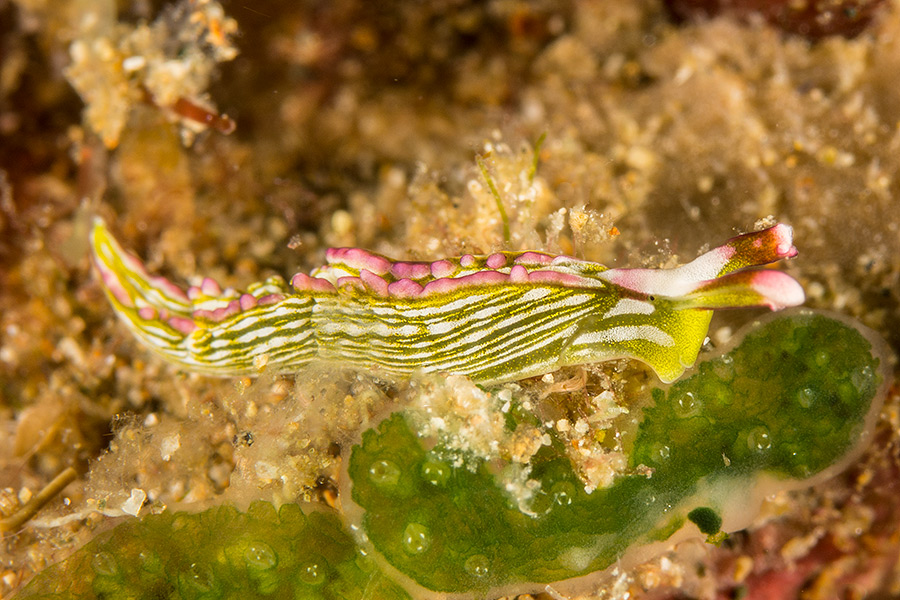 The Vibrant Sea - Elysia sp. 2