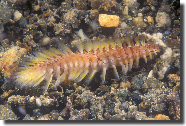 The Vibrant Sea - Fire Worm