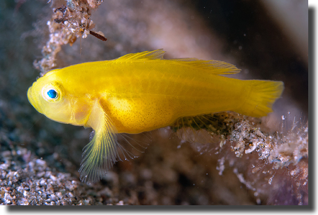 The Vibrant Sea - Yellow Goby