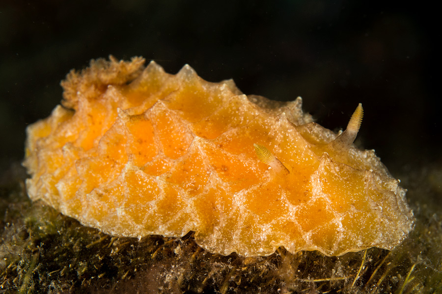 The Vibrant Sea - Halgerda dalanghita