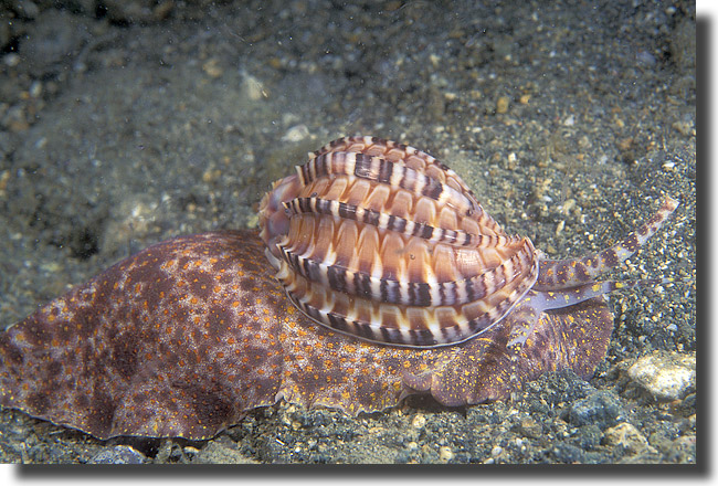 The Vibrant Sea - Harp Snail