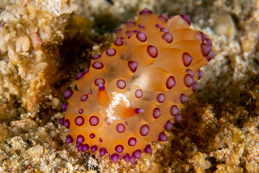 The Vibrant Sea - Janolus savinkini