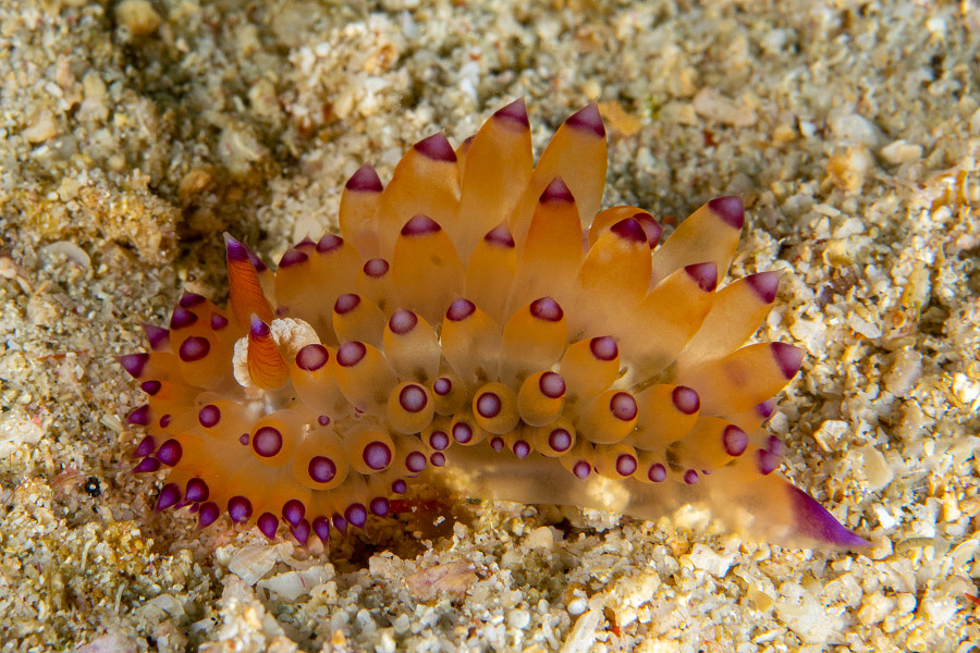 The Vibrant Sea - Janolus savinkini