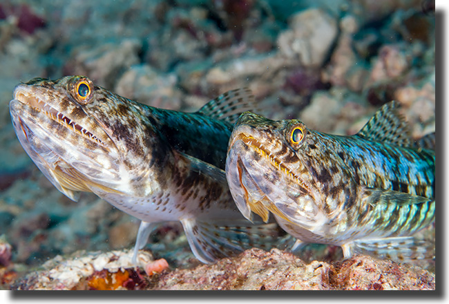 The Vibrant Sea - Reef Lizardfish