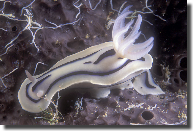 The Vibrant Sea - Chromodoris lochi