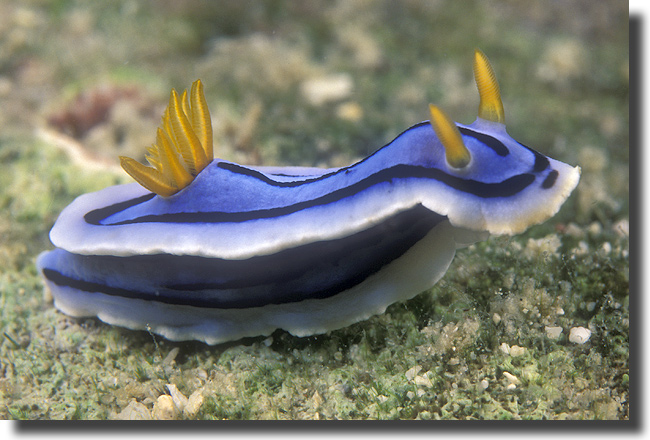 The Vibrant Sea - Chromodoris lochi