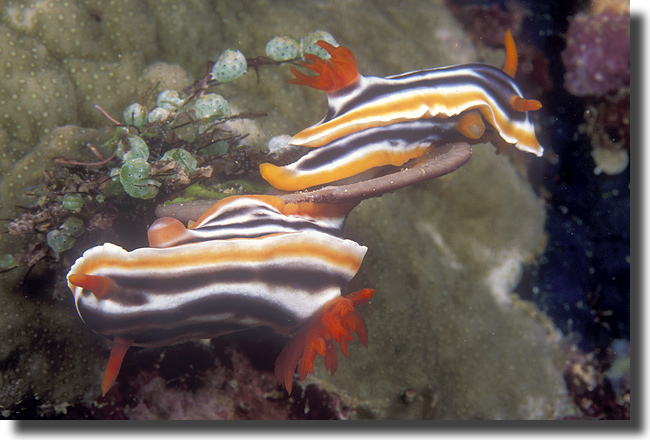 The Vibrant Sea - Chromodoris magnifica