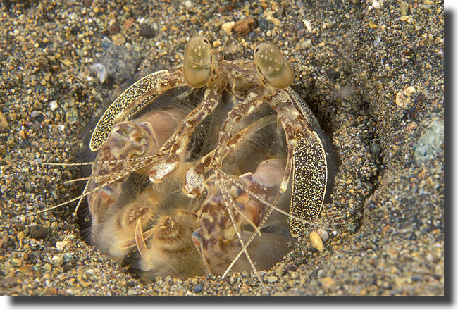 The Vibrant Sea - Mantis Shrimp