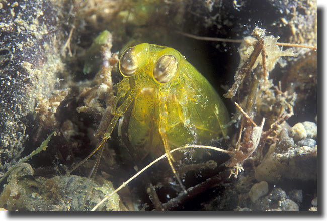 The Vibrant Sea - Mantis Shrimp