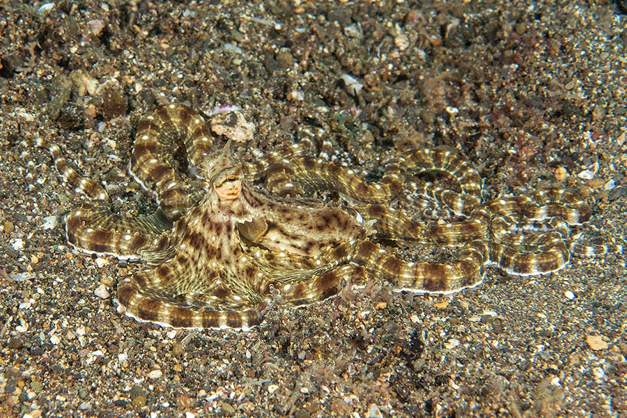 The Vibrant Sea - Mimic Octopus