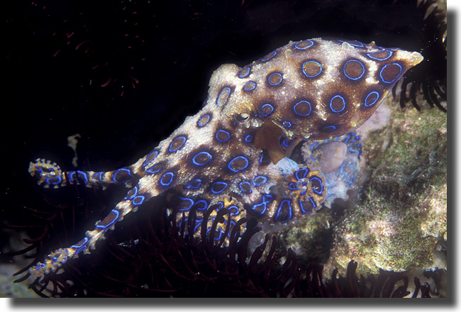 The Vibrant Sea - Blue Ringed Octopus