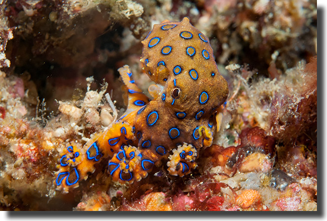 The Vibrant Sea - Blue Ringed Octopus