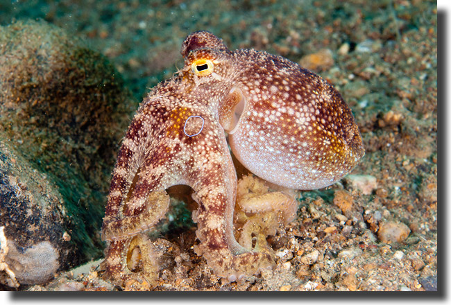 The Vibrant Sea - Amphioctopus siamensis