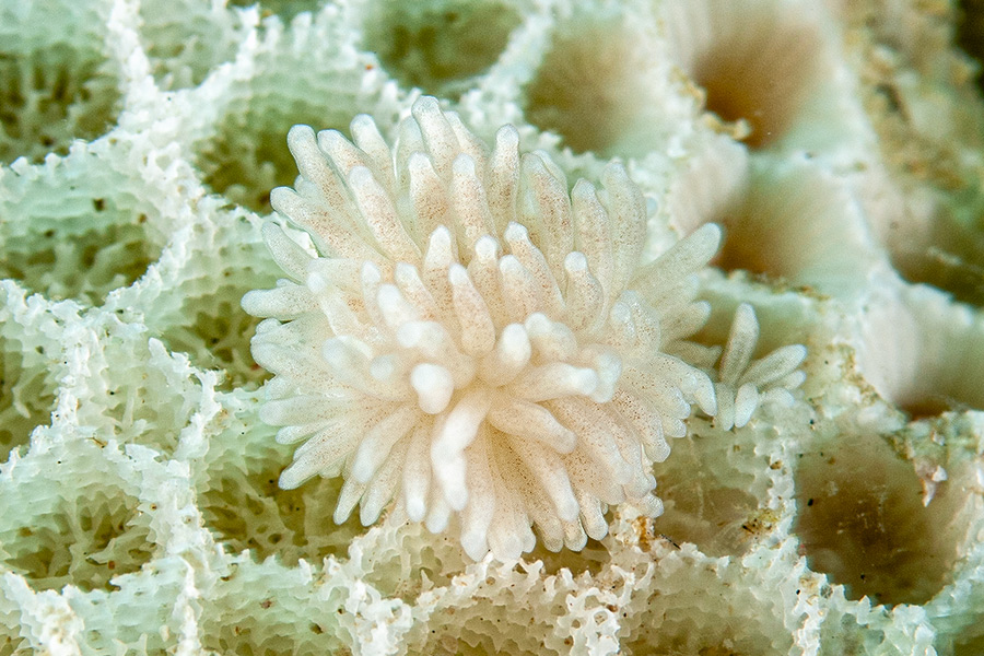 The Vibrant Sea - Tenellia sp. 1