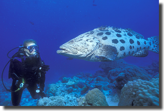 The Vibrant Sea - Potato Cod