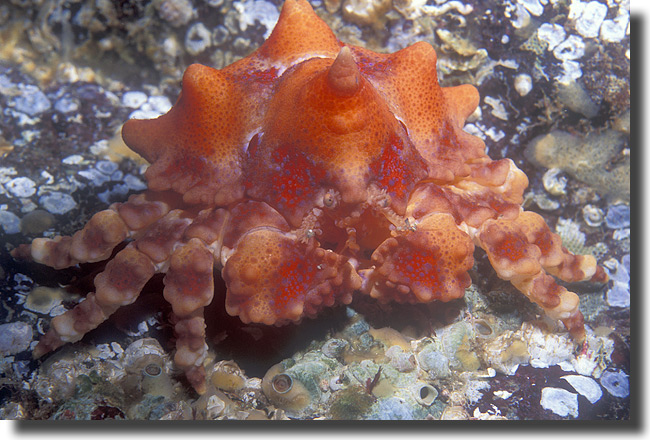 The Vibrant Sea - Puget Sound King Crab (juvenile)