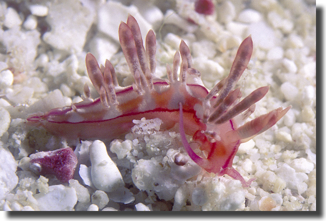 The Vibrant Sea - Coryphellina rubrolineata