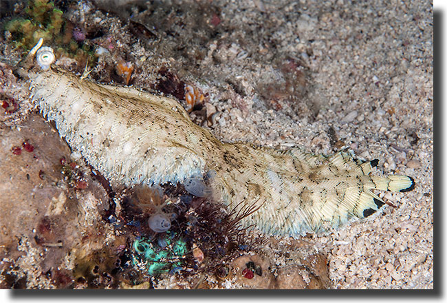 The Vibrant Sea - Banded Sole
