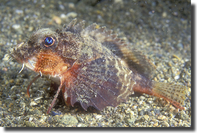 The Vibrant Sea - Armina sp.